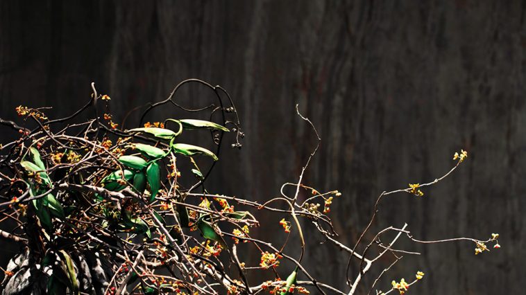 OPS design Resort Villa in the Mountain